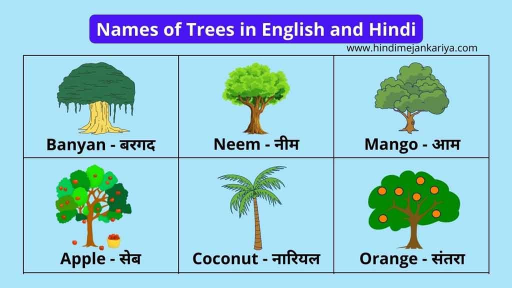 Names Of Trees In English And Hindi 50 Names Of Trees In English And Hindi 50