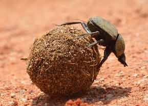 Insects Name Hindi and English with Pictures