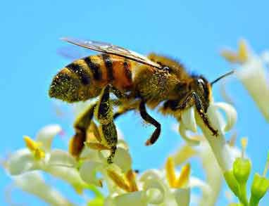 Insects Name Hindi and English with Pictures