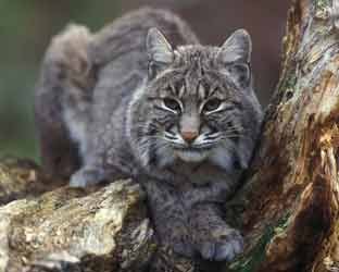 50 Carnivorous Animals Names in Hindi and English with Photo