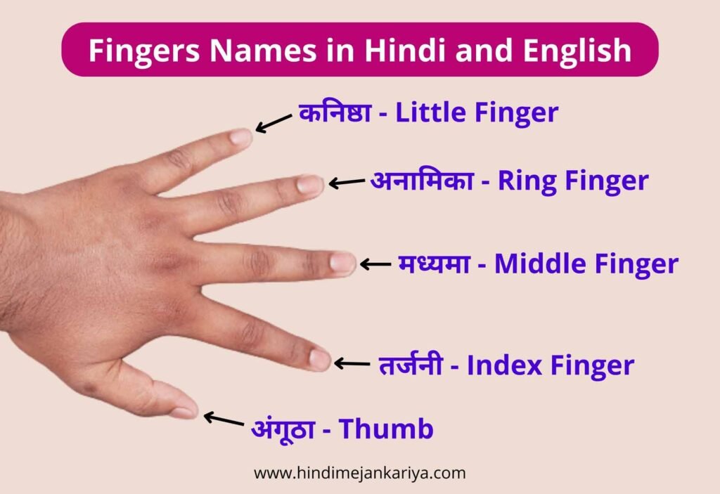 5 Fingers Names In Hindi And English With Picture 5 Fingers Names In Hindi And English With Picture