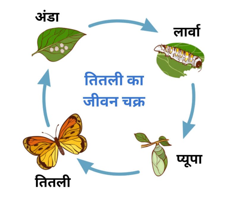 About Butterfly in Hindi - तितली के बारे में रोचक तथ्य