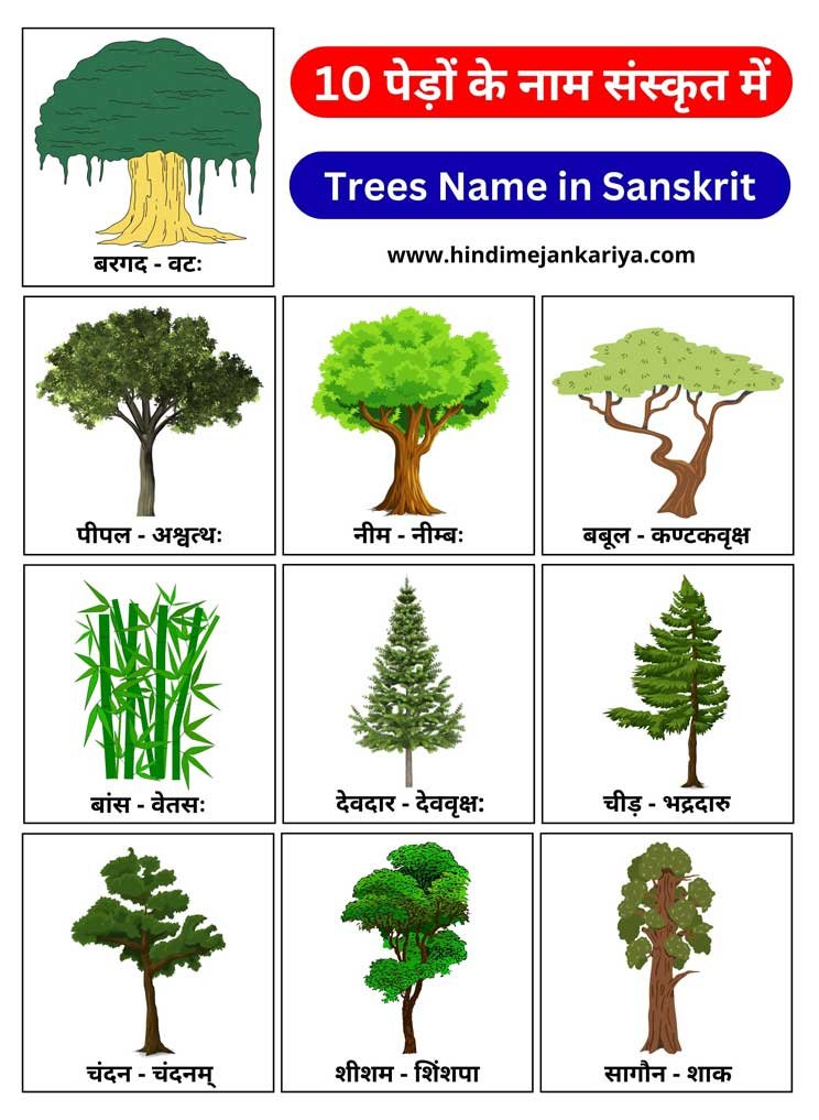 10 Trees Name In Sanskrit 10 Hindi Me